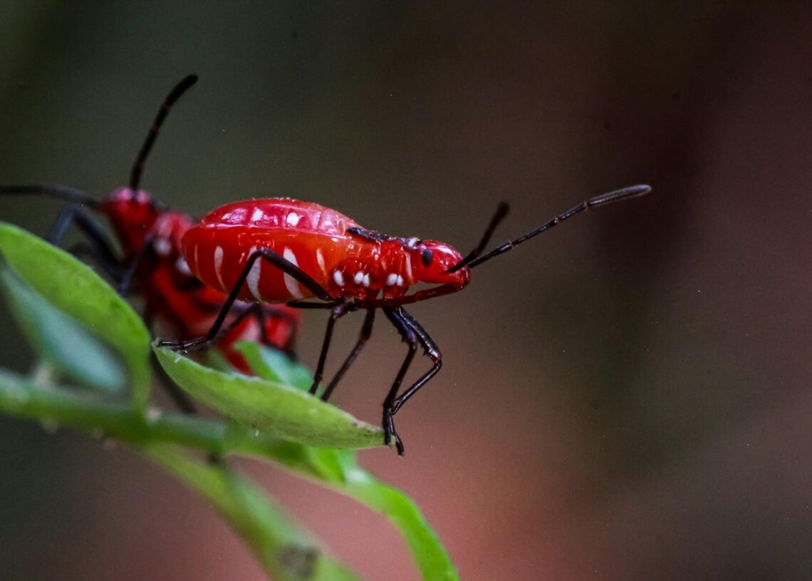 Your Food Coloring Isn’t Natural, They’re Made From Bugs | Federal ...